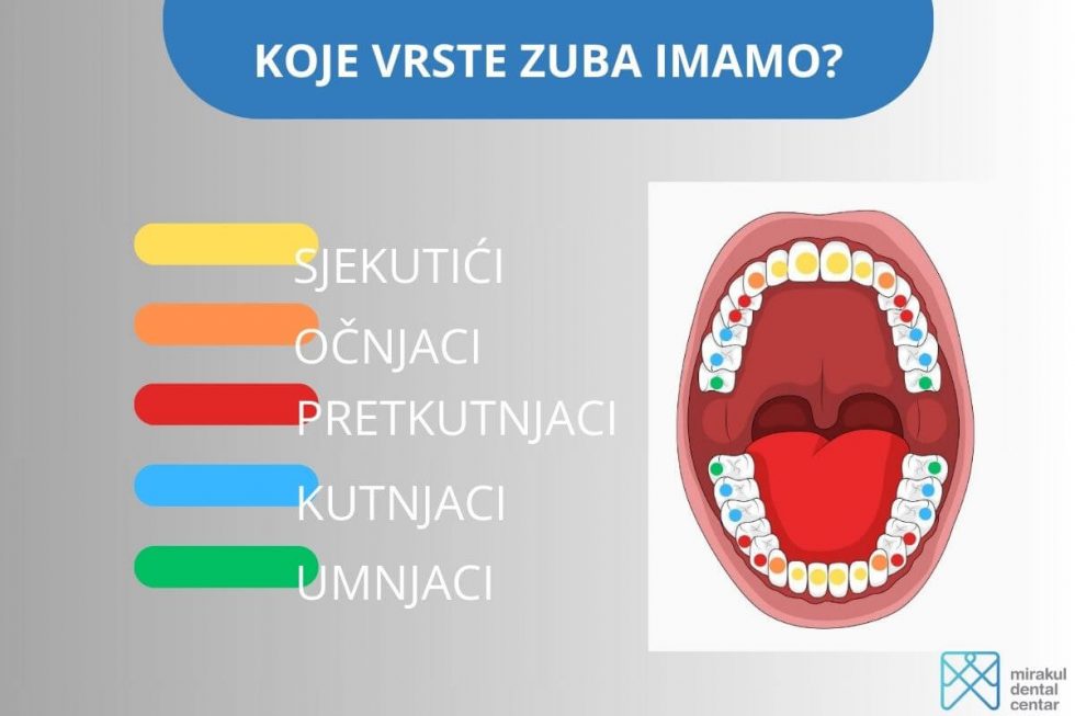 Znate li koliko čovjek ima zuba i koju ulogu imaju? - Dental Centar Mirakul